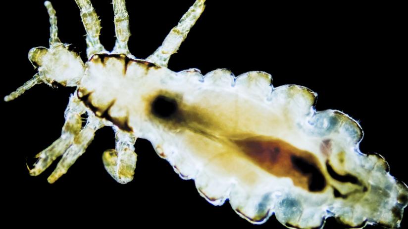 Piattole: i pidocchi del pube - Paginemediche