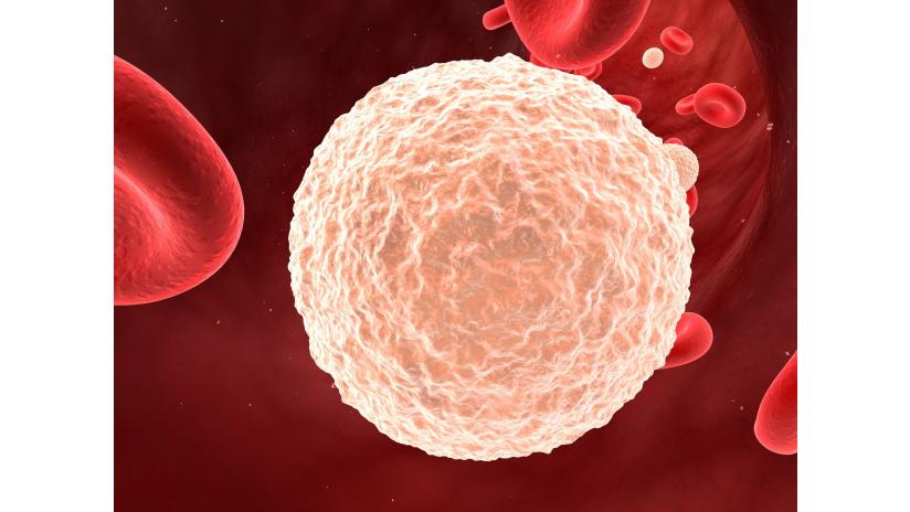 Globuli bianchi: quali sono i valori standard - Paginemediche